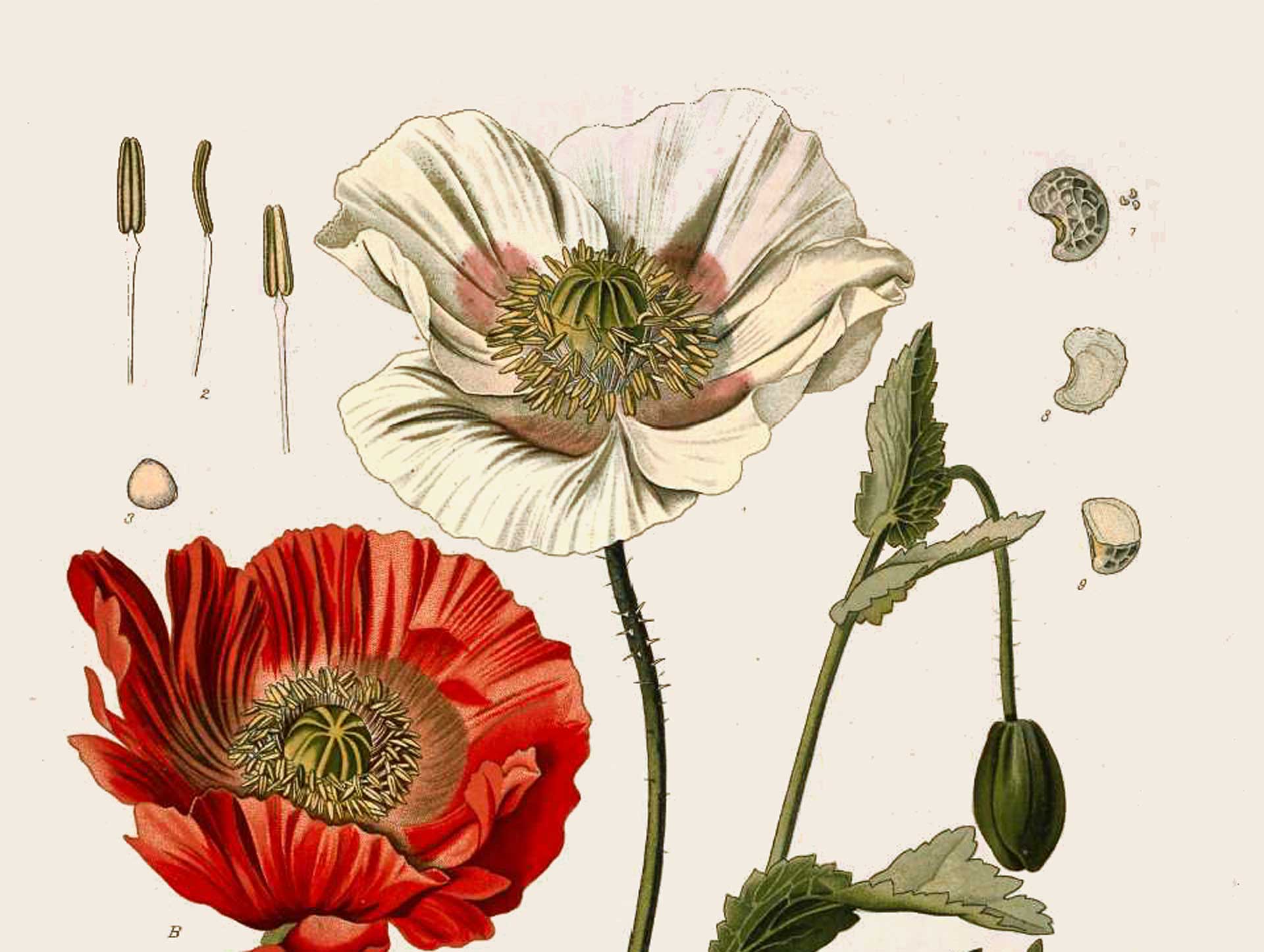 The Emancipation of the Poppy | Capilano Courier